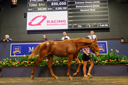 Extreme Choice Colt Ties Record at Gold Coast Sale - BloodHorse