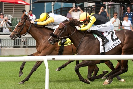 Ready for Shirl - Horse Profile - BloodHorse