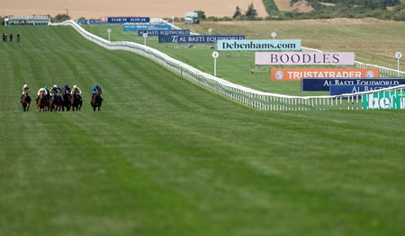 Orion's Belt (IRE) - Horse Profile - BloodHorse