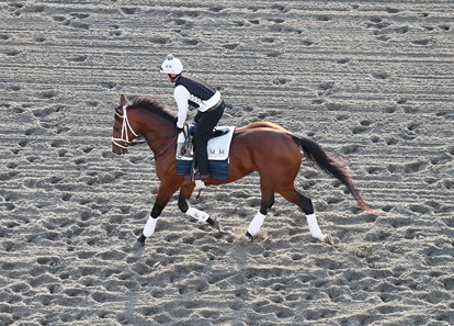Journalism - Horse Profile - BloodHorse