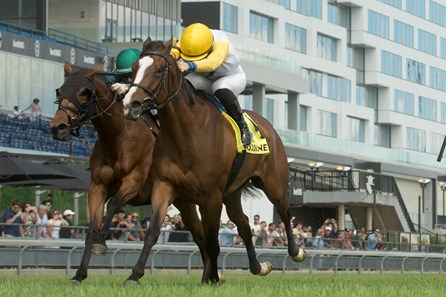 Ready for Shirl - Horse Profile - BloodHorse