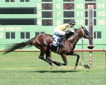 Yinzer - Horse Profile - BloodHorse