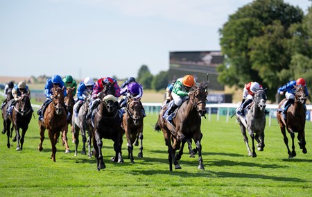 No Half Measures (GB) - Horse Profile - BloodHorse