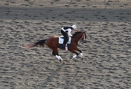 Journalism - Horse Profile - BloodHorse