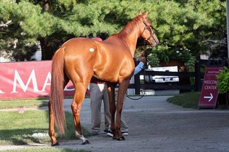 Red Route One - Horse Profile - BloodHorse