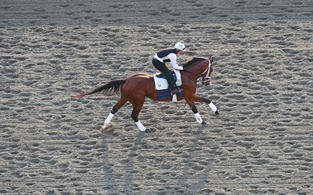 Journalism - Horse Profile - BloodHorse
