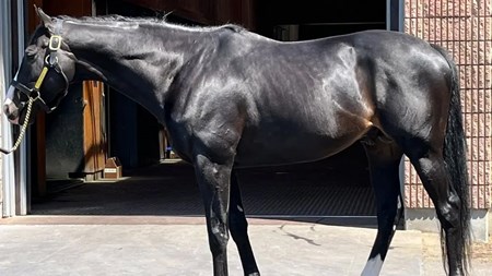 Equinox (JPN) - Horse Profile - BloodHorse