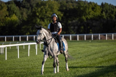 Final Gambit - Horse Profile - BloodHorse