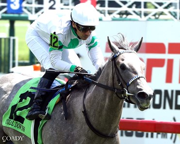 J J Grey - Horse Profile - BloodHorse