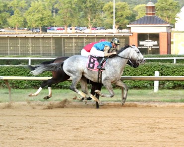 Hit Show - Horse Profile - BloodHorse