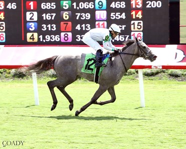 J J Grey - Horse Profile - BloodHorse