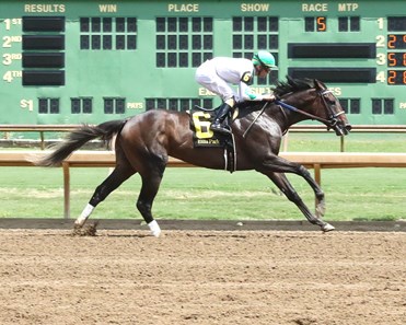 Blackout Time - Horse Profile - BloodHorse