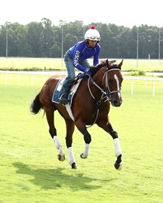 Mystik Dan - Horse Profile - BloodHorse