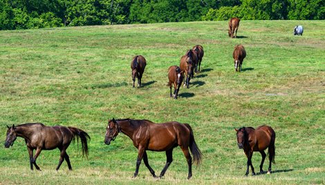 Breeding Programs in Focus During Nov. 12 Workshop - BloodHorse