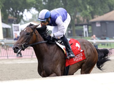 Law School - Horse Profile - BloodHorse