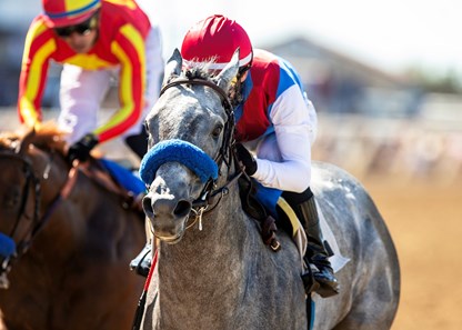 Brant - Horse Profile - BloodHorse