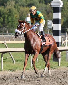 Mad House - Horse Profile - BloodHorse