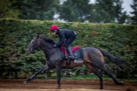 Lambourn (IRE) - Horse Profile - BloodHorse