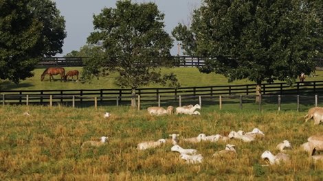 Beyond the Headlines: Mill Ridge Farm - Video - - BloodHorse