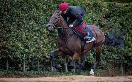 Delacroix (IRE) - Horse Profile - BloodHorse