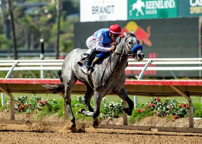 Brant - Horse Profile - BloodHorse