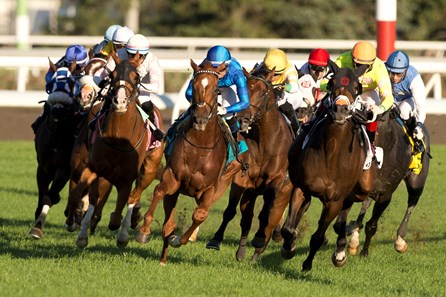 Tom's Magic - Horse Profile - BloodHorse