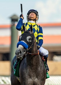 Bottle of Rouge - Horse Profile - BloodHorse