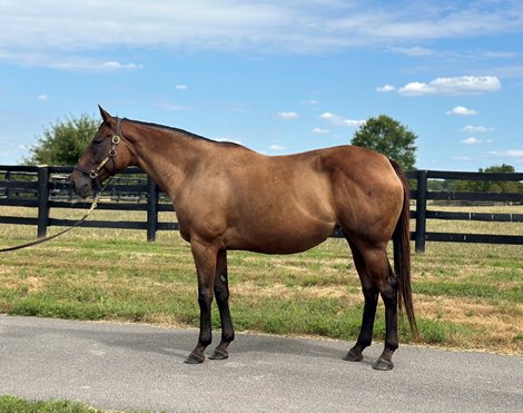 Jill's a Hot Mess Tops Inglis Digital Sale at $145K - BloodHorse