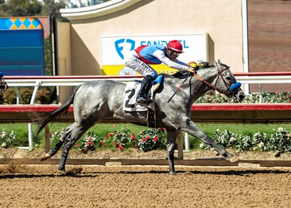 Brant - Horse Profile - BloodHorse