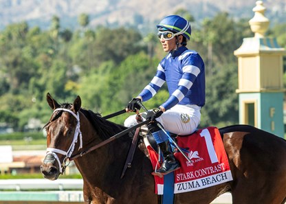 Stark Contrast - Horse Profile - BloodHorse