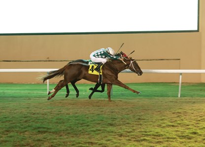 Wow That's Hot - Horse Profile - BloodHorse