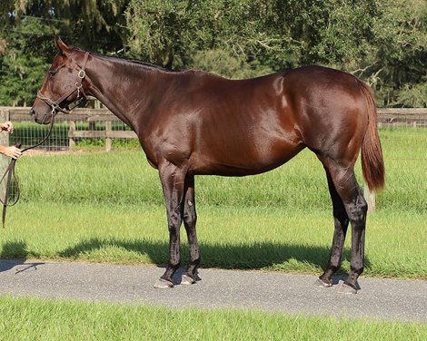 Dam of Mad House Tops Fasig-Tipton October Digital Sale - BloodHorse