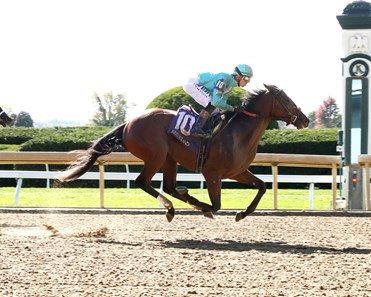 Stop the Car - Horse Profile - BloodHorse