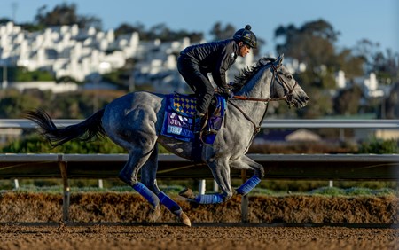 Brant - Horse Profile - BloodHorse
