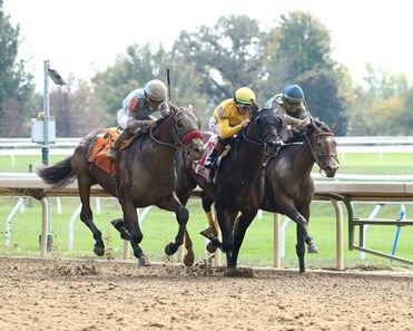 Vitruvian Man - Horse Profile - BloodHorse