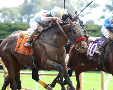 Vitruvian Man - Horse Profile - BloodHorse