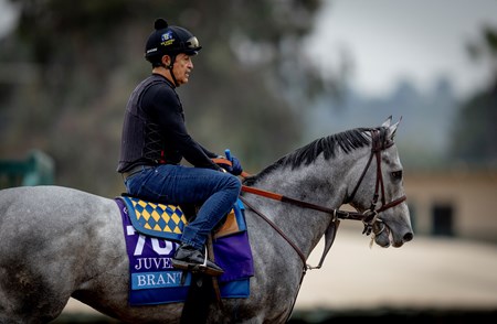 Brant - Horse Profile - BloodHorse