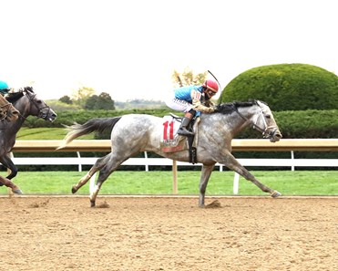 Hit Show - Horse Profile - BloodHorse