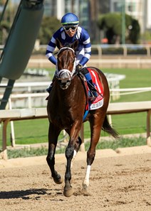 Stark Contrast - Horse Profile - BloodHorse