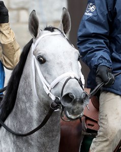 Hit Show - Horse Profile - BloodHorse