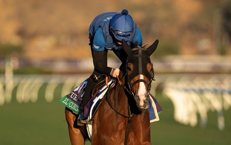 El Cordobes (IRE) - Horse Profile - BloodHorse