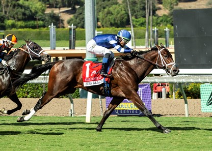 Stark Contrast - Horse Profile - BloodHorse