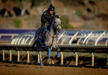 Brant - Horse Profile - BloodHorse