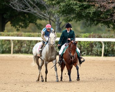 Hit Show - Horse Profile - BloodHorse