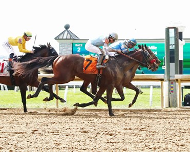 Vitruvian Man - Horse Profile - BloodHorse