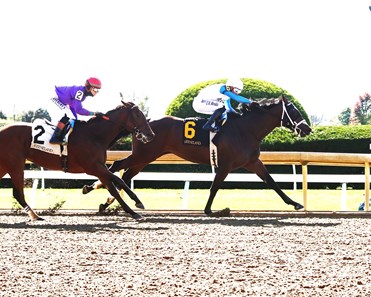 Coco Connect - Horse Profile - BloodHorse