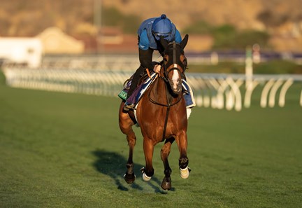 El Cordobes (IRE) - Horse Profile - BloodHorse