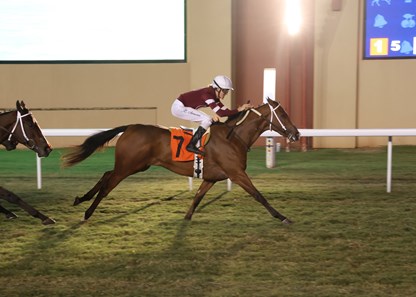 Not a Lady - Horse Profile - BloodHorse