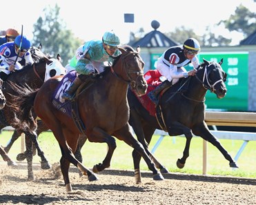 Stop the Car - Horse Profile - BloodHorse