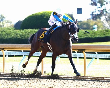 Coco Connect - Horse Profile - BloodHorse